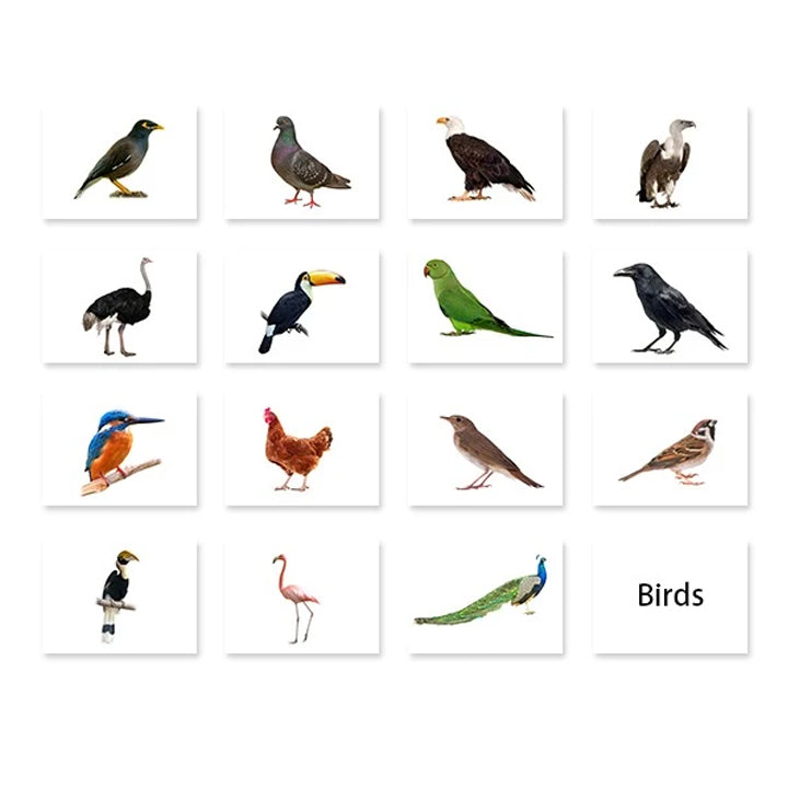 Birds - Baby Flash Cards | Buy Baby Flash Cards Online – Bloomy Brain Toys